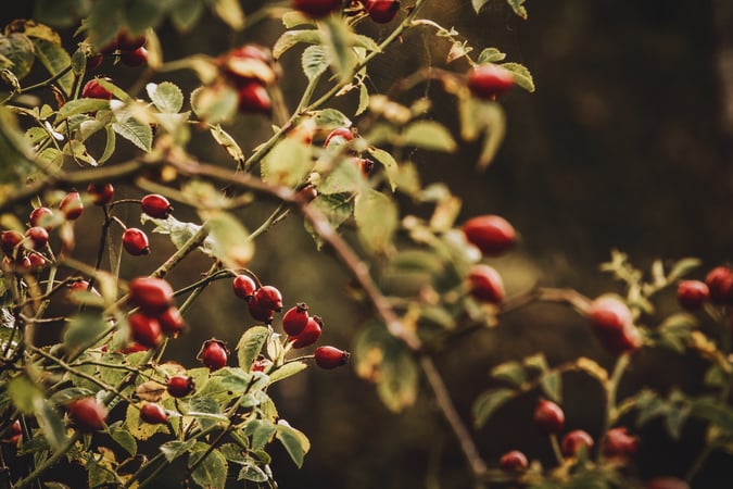 Homemade Rosehip Jelly Using Dried Rosehips + Vintage Thumbprint Cookie Recipe